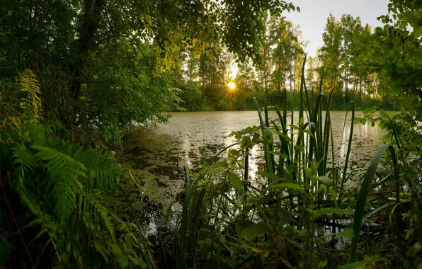 Wallpaper summer, the sun, trees, sunset, pond, reed for mobile and ...