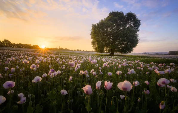 Download wallpaper field, light, tree, Maki, section landscapes in ...