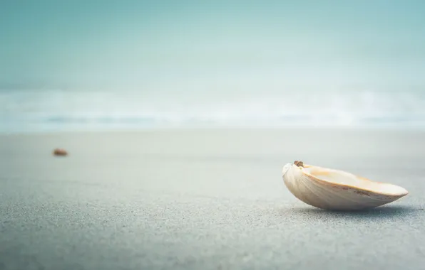 Wallpaper beach, sea, sand, bokeh, seaside, shell, clam, vongole images ...