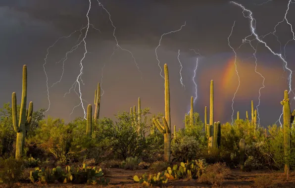 Download wallpaper the storm, lightning, cactus, AZ, USA, Tucson ...