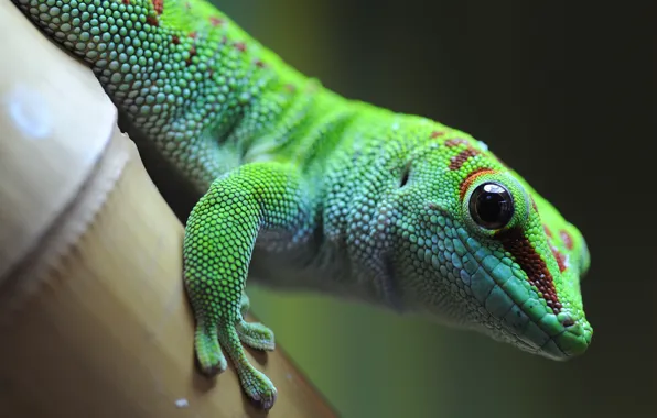 Download wallpaper plant, branch, lizard, Gecko, section animals in ...