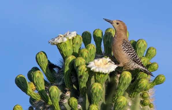 Wallpaper the sky, flowers, nature, bird, Gil for mobile and desktop ...