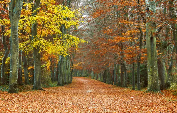 Download wallpaper leaves, trees, Autumn, track, falling leaves, grove ...