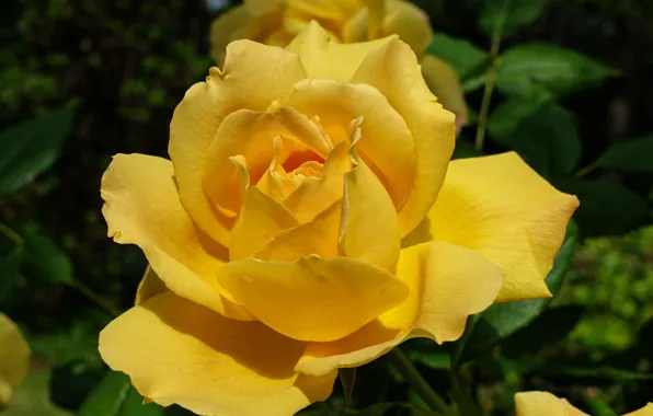 Wallpaper yellow, roses, leresti, yellow rose for mobile and desktop ...