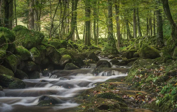Wallpaper stream, stones, vegetation, Germany, gorge, river, Germany ...