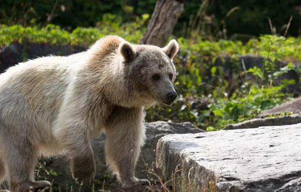 Wallpaper face, bear, fur for mobile and desktop, section животные ...