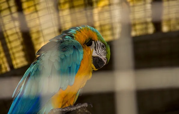 Wallpaper bird, parrot, sri lanka, thanu, thanujan, thanujan ...