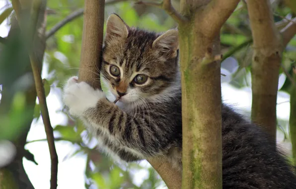 Wallpaper branches, kitty, on the tree images for desktop, section кошки - download