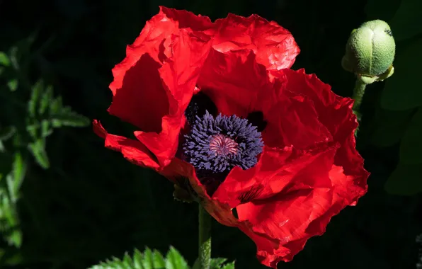 Wallpaper macro, red, Mac, Bud for mobile and desktop, section цветы ...