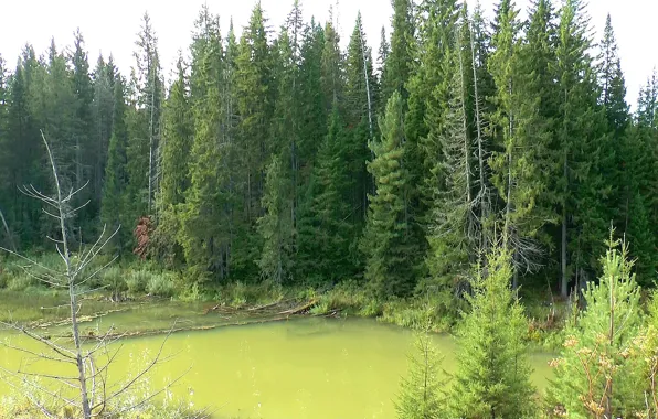 Wallpaper forest, summer, swamp, Siberia, Taiga images for desktop ...