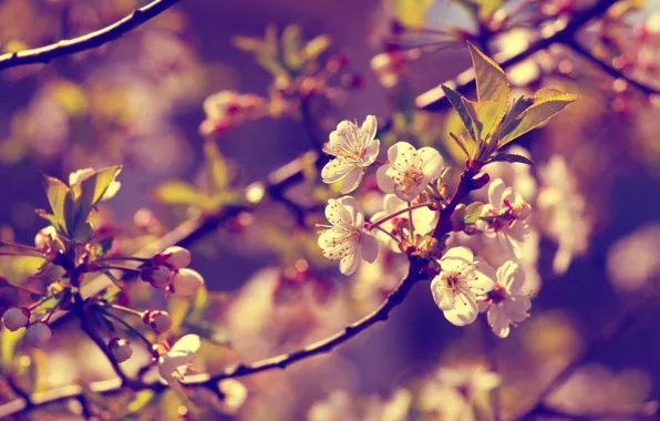 Download wallpaper flower, spring, twig, section nature in resolution ...