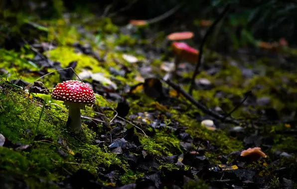 Wallpaper forest, nature, mushroom for mobile and desktop, section ...