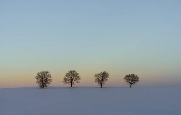 Wallpaper winter, the sky, snow, trees, the evening, line, horizon for ...