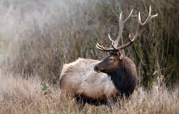 Download wallpaper nature, background, deer, section animals in ...