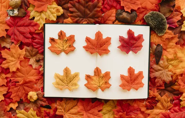 Wallpaper autumn, leaves, background, colorful, background, autumn ...