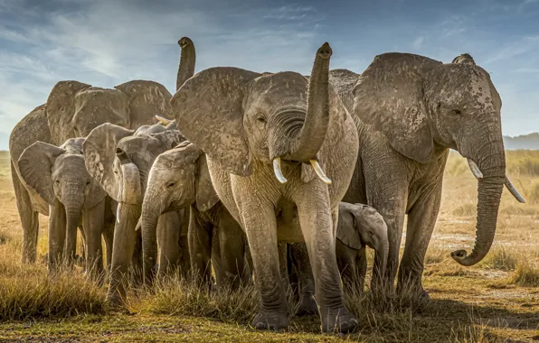 Wallpaper nature, Africa, elephants for mobile and desktop, section ...