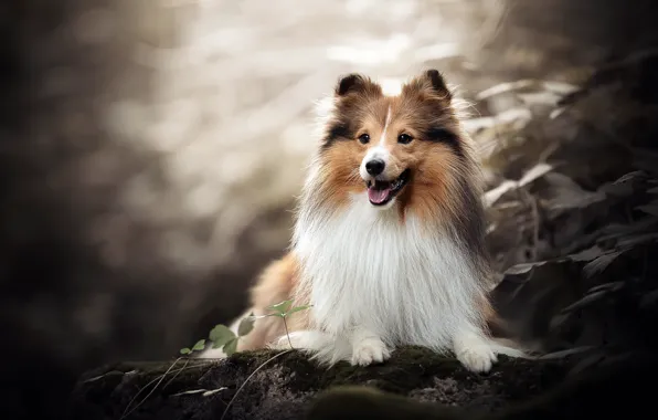 Wallpaper dog, face, bokeh, Sheltie, Shetland Sheepdog for mobile and ...
