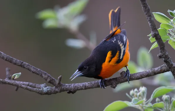 Download wallpaper branches, background, bird, section animals in ...