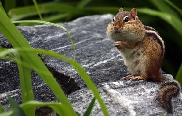 Wallpaper fur, Chipmunk, rodent, cheeks images for desktop, section ...