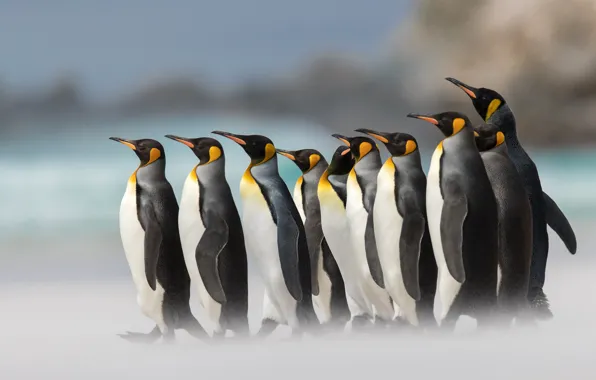 Wallpaper birds, penguins, bokeh, Royal penguin for mobile and desktop ...
