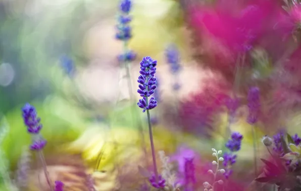 Wallpaper summer, lavender, bokeh for mobile and desktop, section цветы, resolution 2048x1363 ...