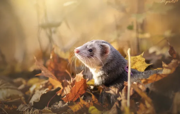 Wallpaper autumn, leaves, ferret, by MyosotisPhoto for mobile and ...