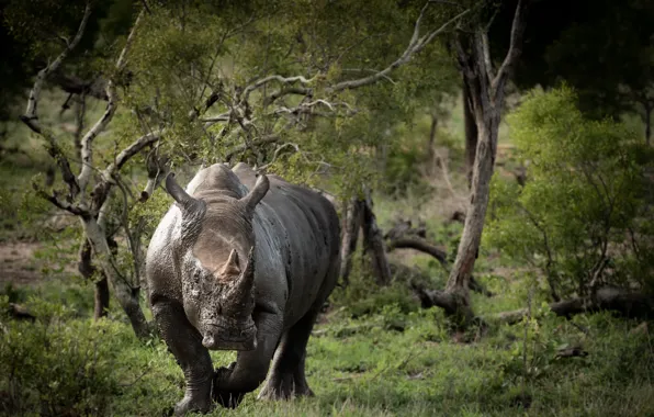 Download wallpaper nature, background, Rhino, section animals in ...