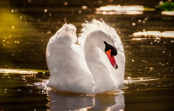 Wallpaper white, light, bird, Swan, pond, swimming, bokeh for mobile ...