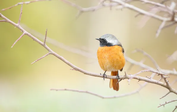 Wallpaper branches, bird, bokeh, Redstart images for desktop, section ...