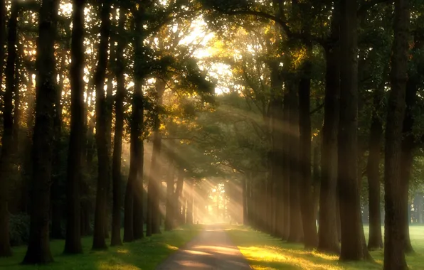 Wallpaper Greens Grass The Sun Rays Trees Nature Background