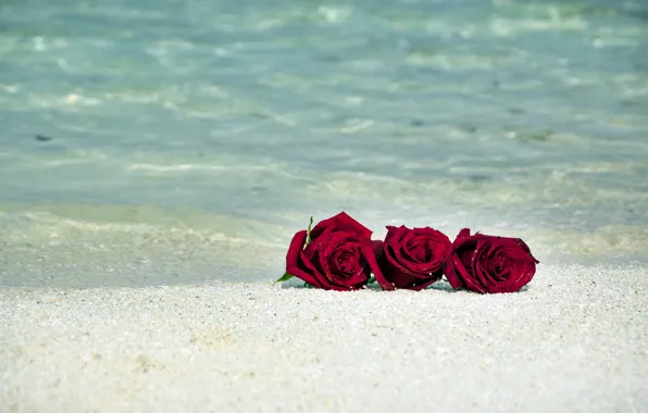 Wallpaper sand, sea, beach, water, flowers, nature, shore, roses for ...