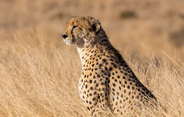 Download wallpaper field, Cheetah, sitting, section cats in resolution ...