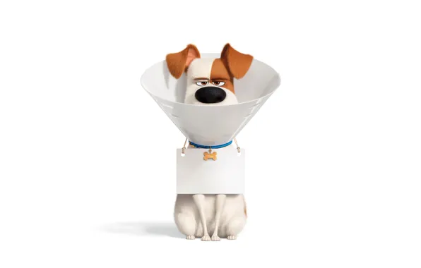 Download wallpaper look, dog, The secret life of Pets 2, The Secret ...
