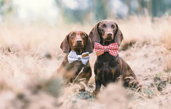 Wallpaper dogs, background, friends for mobile and desktop, section ...