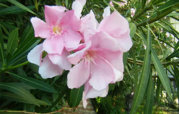 Wallpaper flower, greenhouse, Azalea for mobile and desktop, section ...