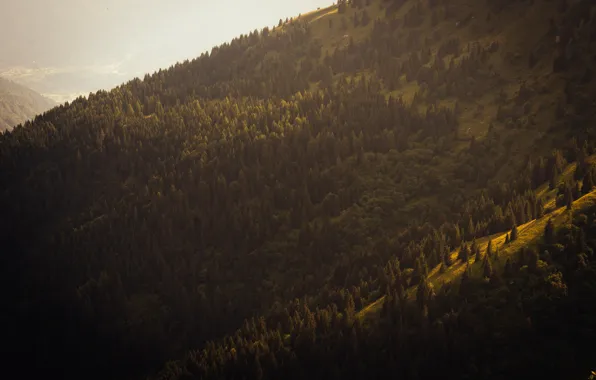 Wallpaper trees, field, tree for mobile and desktop, section природа ...