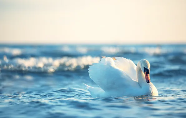 Wallpaper white, water, bird, swans, pond, swimming, bokeh for mobile ...