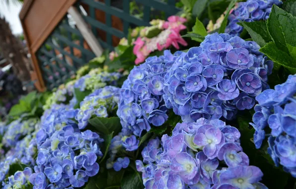 Wallpaper drops, flowers, garden, flowerbed, the bushes, view, lilac ...