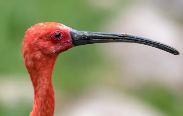Wallpaper nature, bird, Red ibis for mobile and desktop, section ...