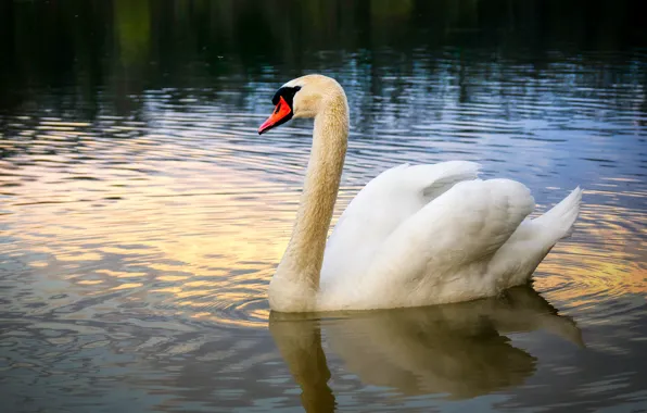 Download wallpaper white, water, nature, bird, Swan, pond, swimming ...