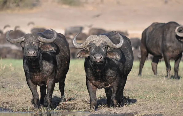 Wallpaper asia, animal, buffalos for mobile and desktop, section ...