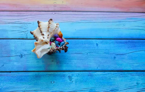 Wallpaper shell, widescreen, beautiful, background, фон background, the ...