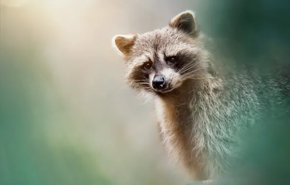 Wallpaper look, background, portrait, raccoon, face for mobile and ...