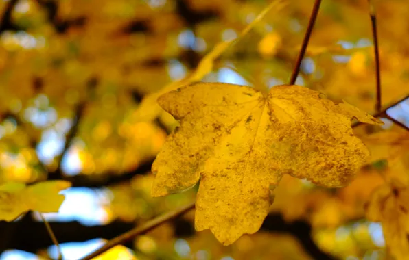 Wallpaper nature, yellow, autumn for mobile and desktop, section ...