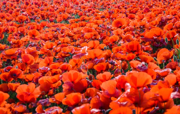 Wallpaper summer, flowers, nature, Maki, red for mobile and desktop ...