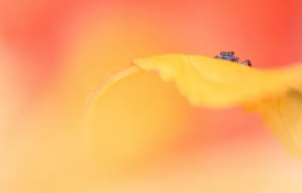 Wallpaper nature, sheet, spider images for desktop, section макро ...