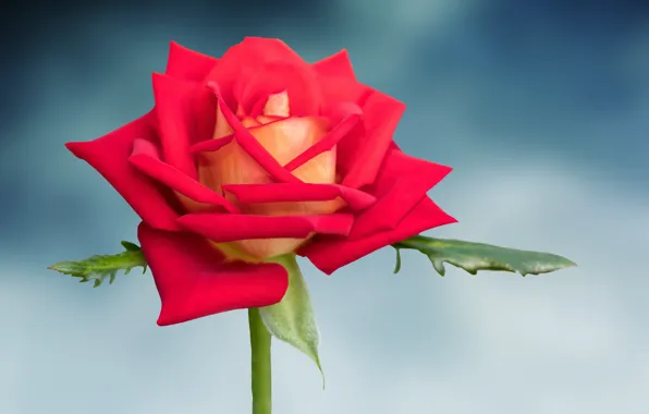 Download wallpaper background, rose, petals, section flowers in ...