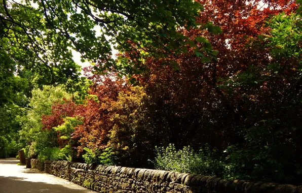 Wallpaper autumn, track, the bushes, Autumm for mobile and desktop ...