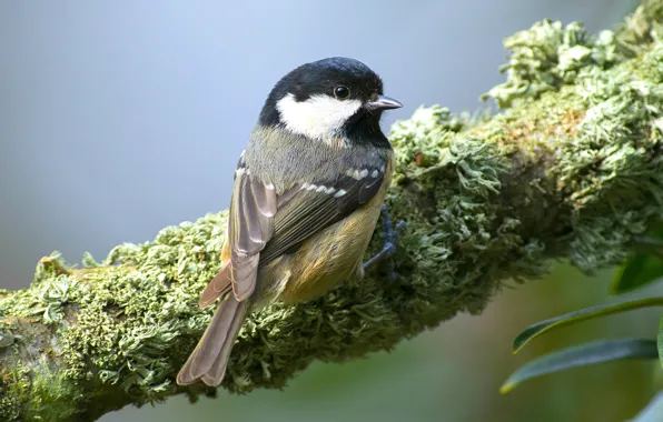 Wallpaper bird, branch, tit images for desktop, section животные - download