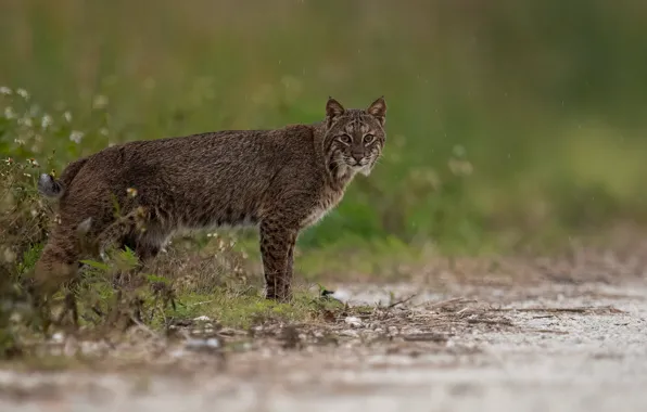 Download wallpaper look, nature, lynx, section cats in resolution 2560x1440